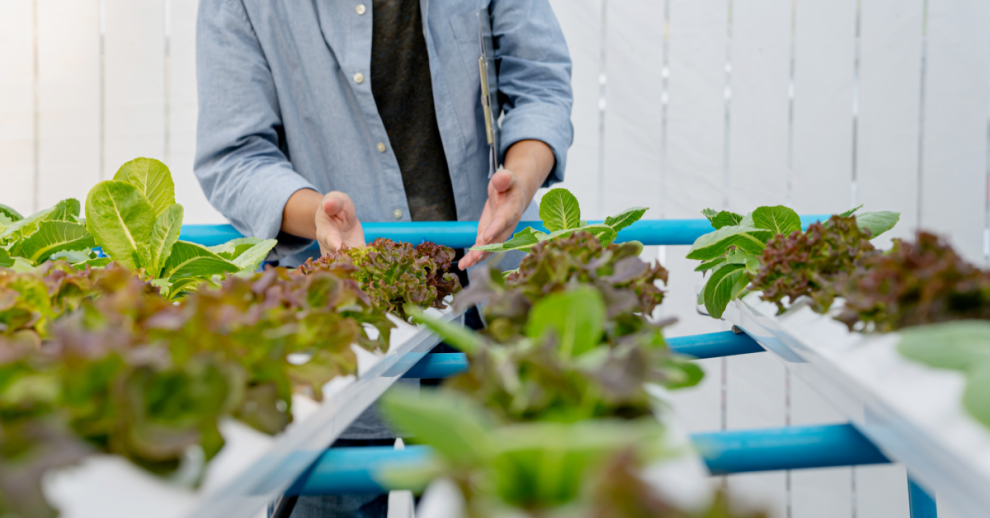 How To Setup Hydroponic Farming | HydroMart