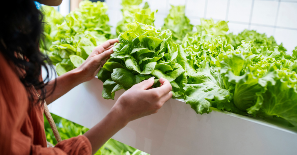 How To Start Hydroponic Farming | HydroMart