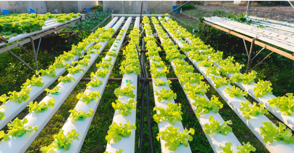 What Are The Benefits Of Hydroponic Farm? | HydroMart