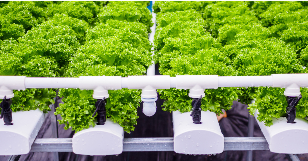 A Guide To Hydroponics Farming | HydroMart