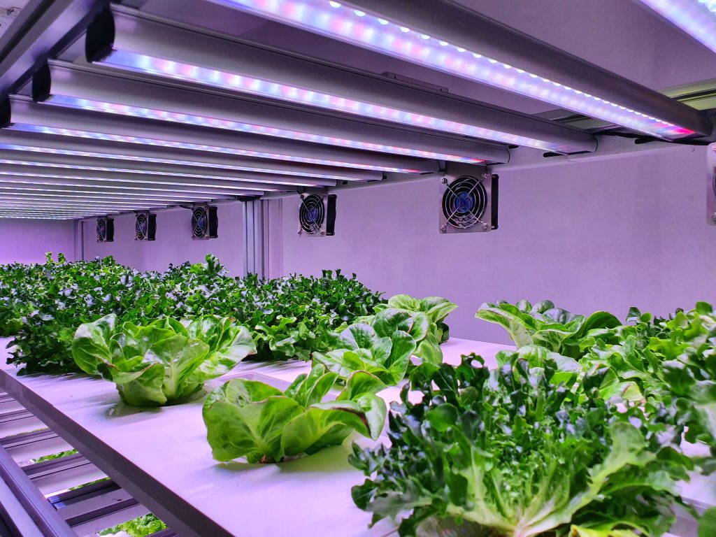 Fresh Greens In Tight Spaces: How To Build A Container Hydroponics Farm ...