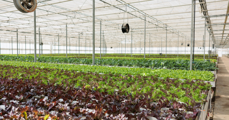 Hydroponic Farm Setup: A Beginner's Guide | HydroMart